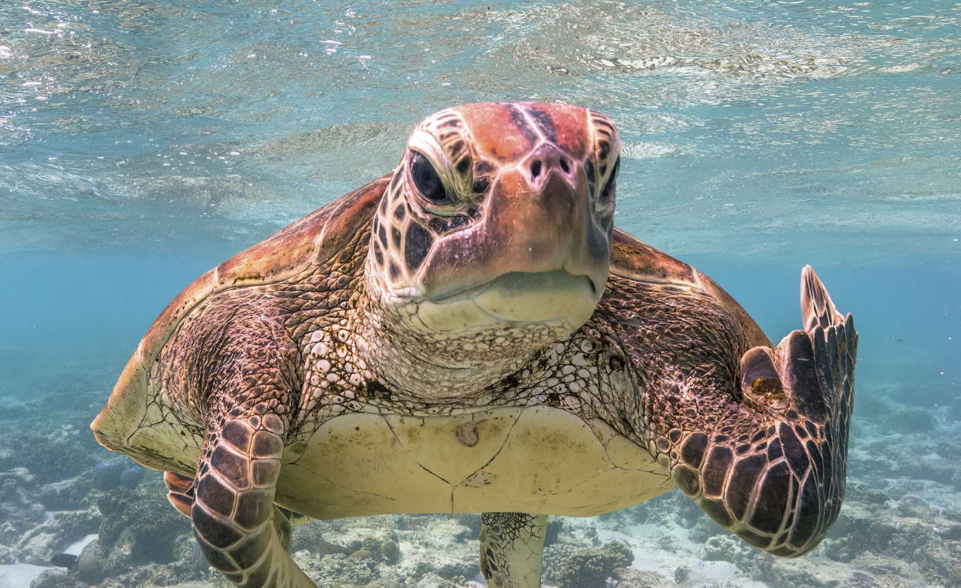 El lado más divertido de la vida salvaje, en el Teatro Afundación de Vigo - VigoÉ